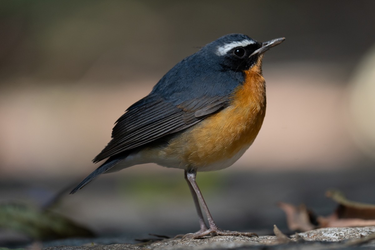 ML631309224 - Indian Blue Robin - Macaulay Library