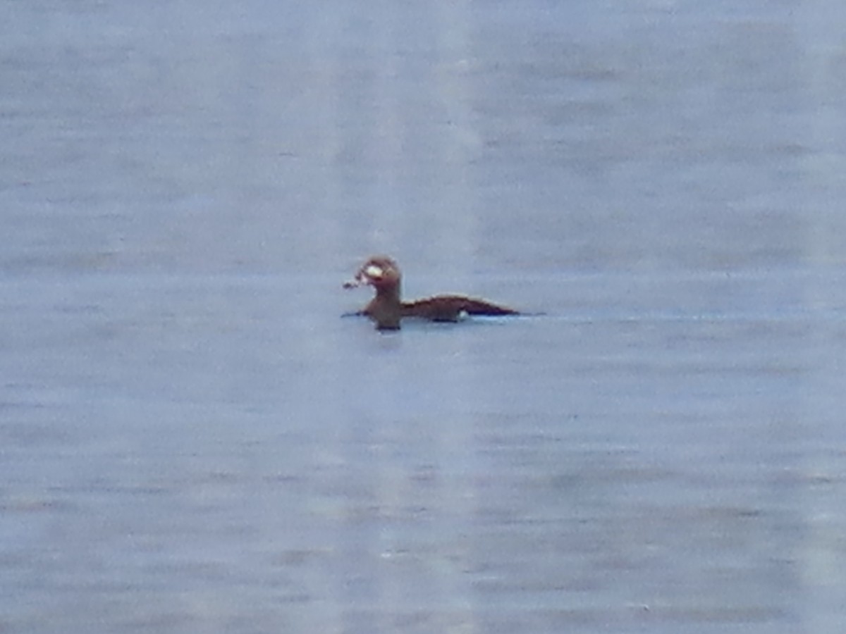 eBird Checklist - 26 Feb 2025 - Big Sabine Point - 51 species (+1 other ...