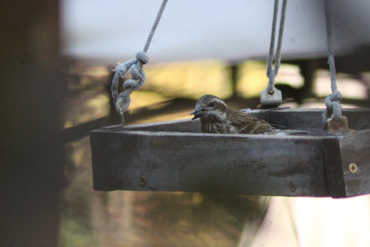 eBird Checklist - 26 Nov 2024 - Home Amazing Bird Lodge - 25 species