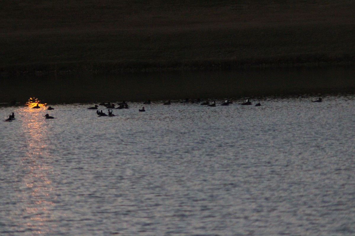 eBird Checklist - 29 Nov 2024 - Halle Park Lake/Bray Station Area - 15 ...