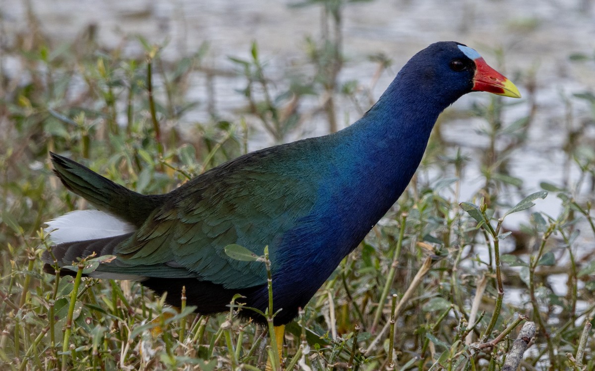 eBird Checklist - 23 Feb 2025 - Winding Waters Natural area - 10 species