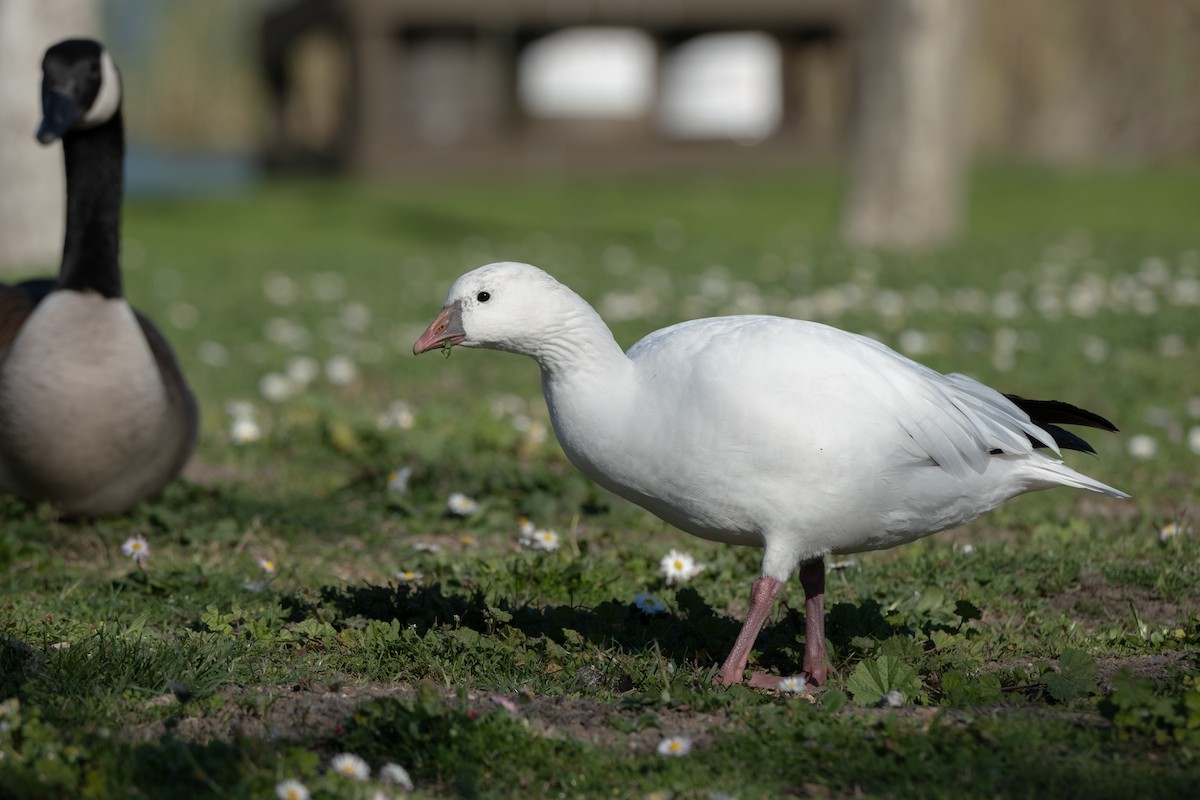 eBird Checklist - 26 Feb 2025 - Shadow Cliffs Regional Park - 31 ...