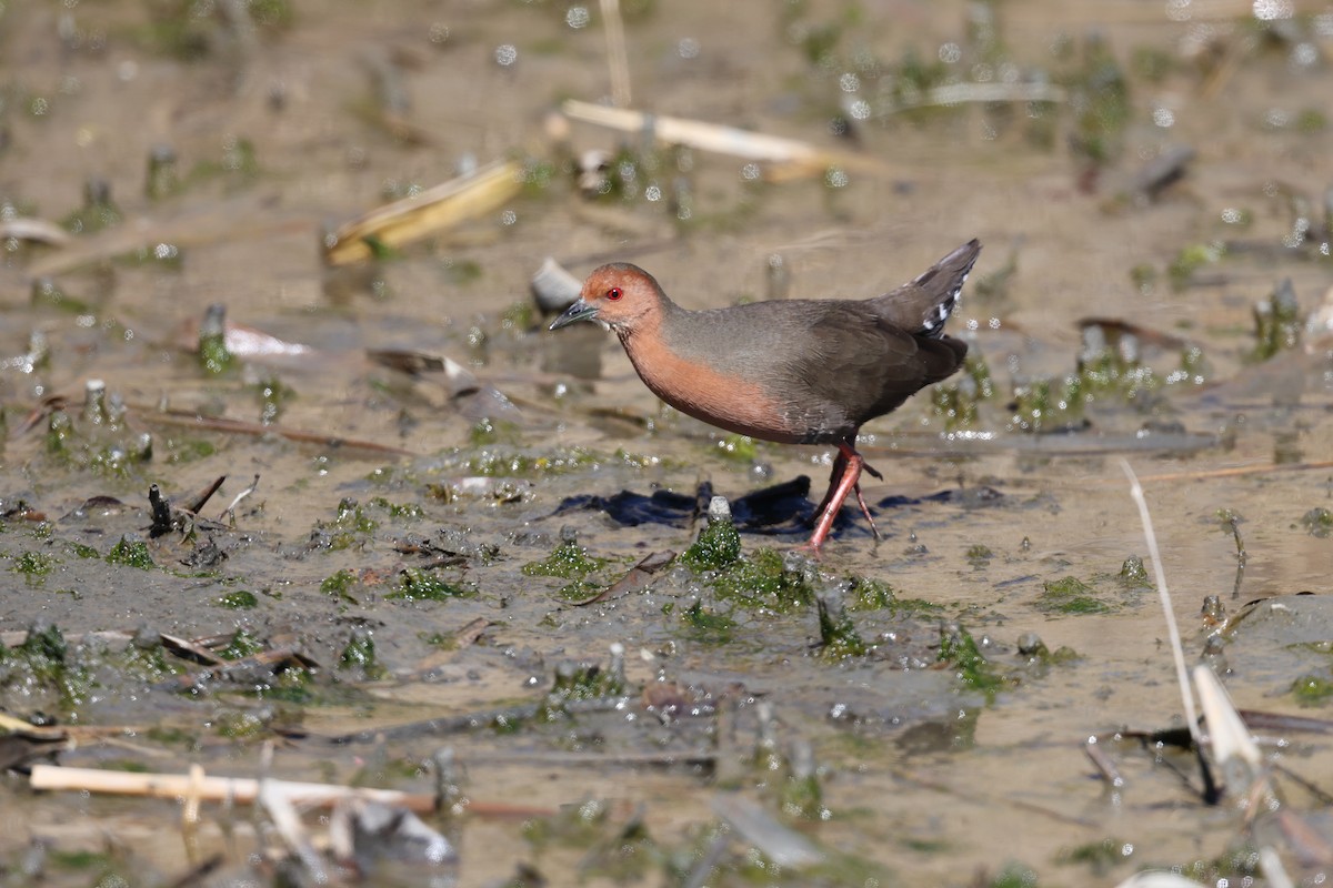 ML631337615 - Ruddy-breasted Crake - Macaulay Library