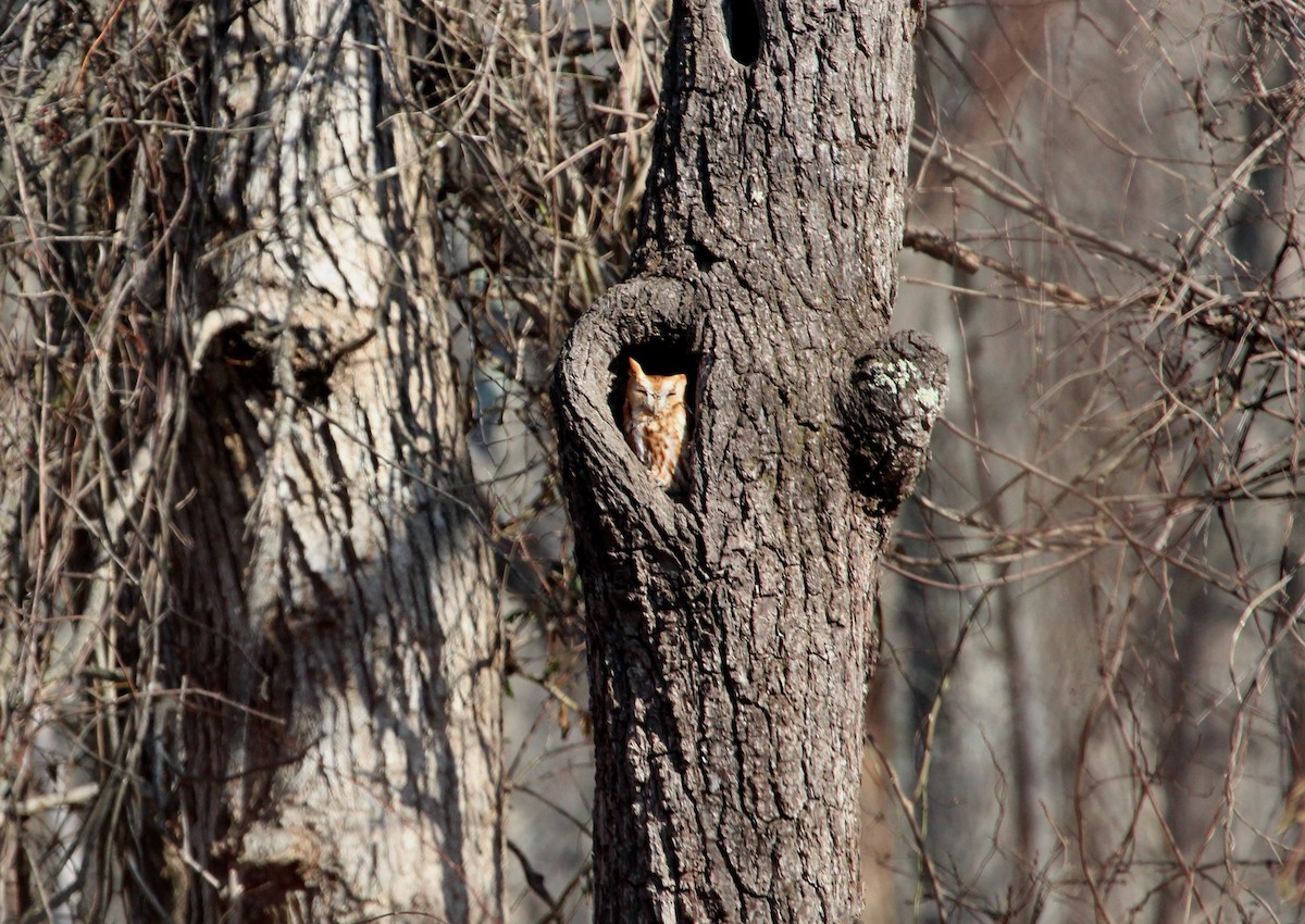 eBird Checklist - 26 Feb 2025 - Prettyboy Reservoir--Georges Creek ...