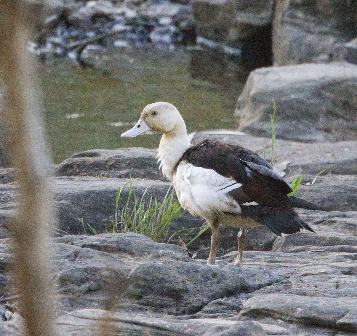eBird Checklist - 8 Aug 2024 - Nitmiluk National Park--Edith Falls - 12 ...