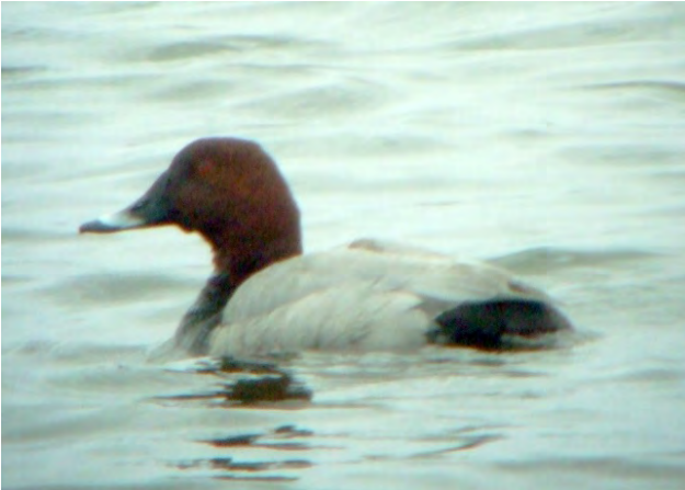 eBird Checklist - 19 May 2010 - Shemya Island--Eareckson AS (restricted ...