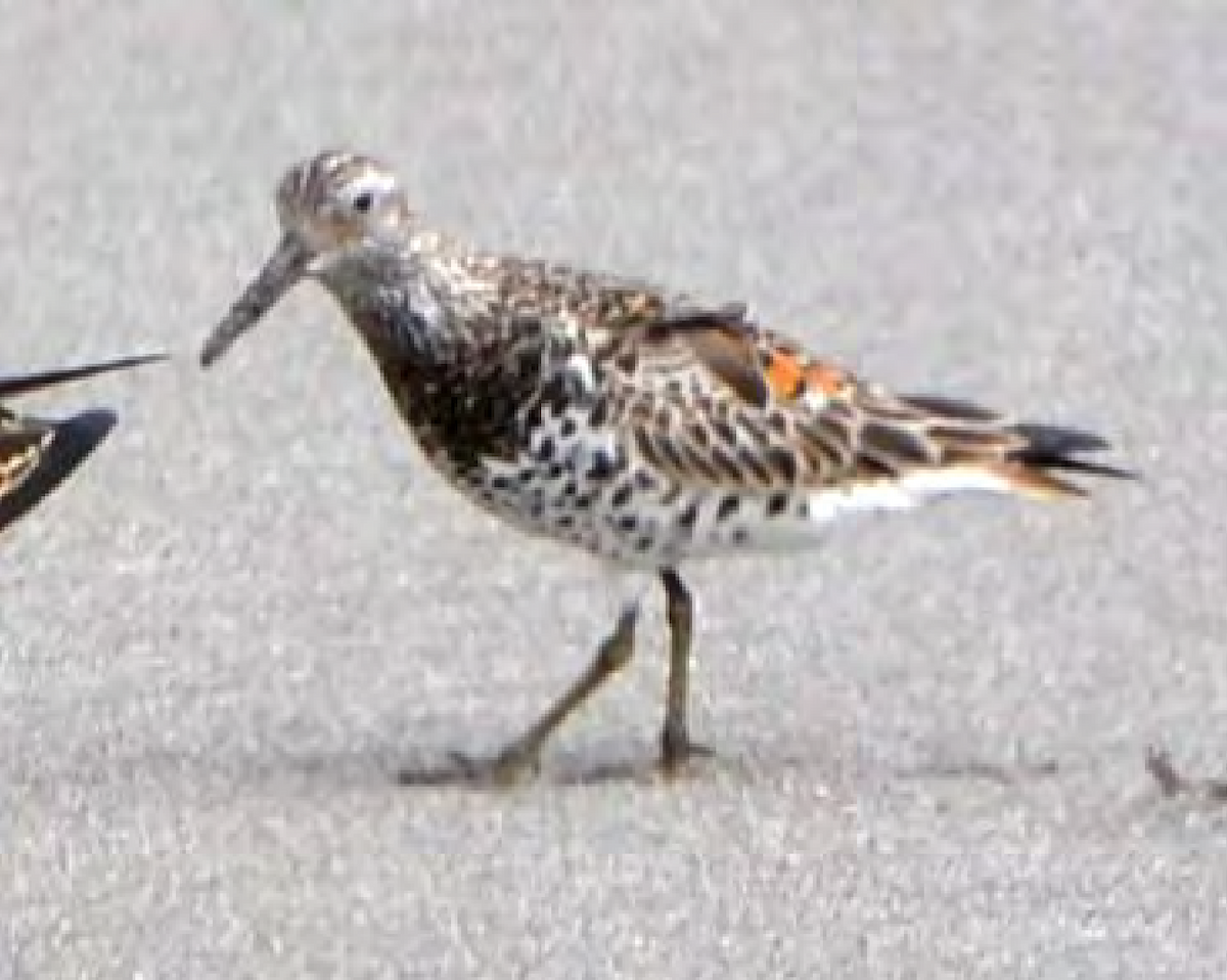 eBird Checklist - 24 May 2011 - Shemya Island--Eareckson AS (restricted ...