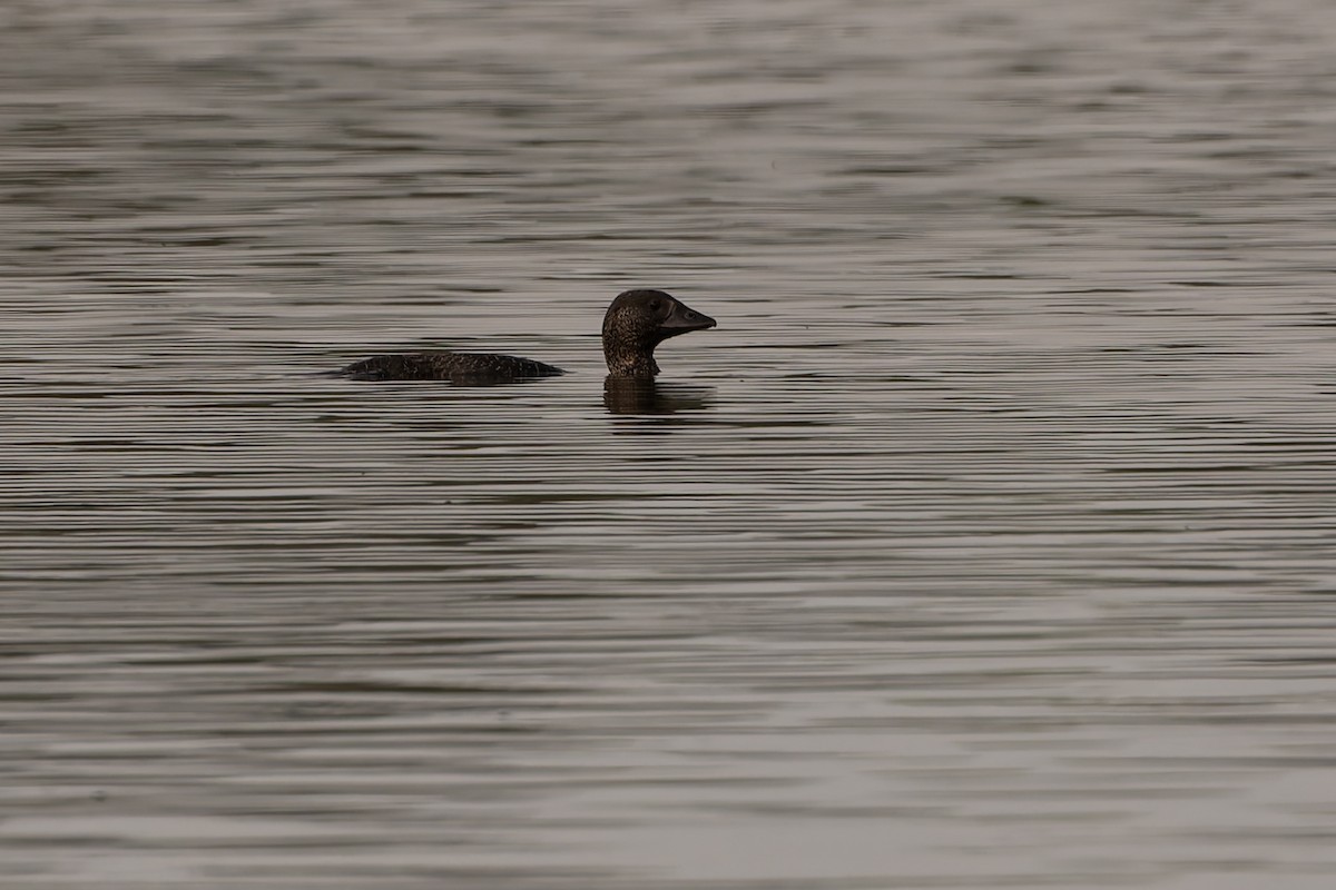 eBird Checklist - 27 Feb 2025 - MacLeod Morass Wildlife Reserve - 63 ...