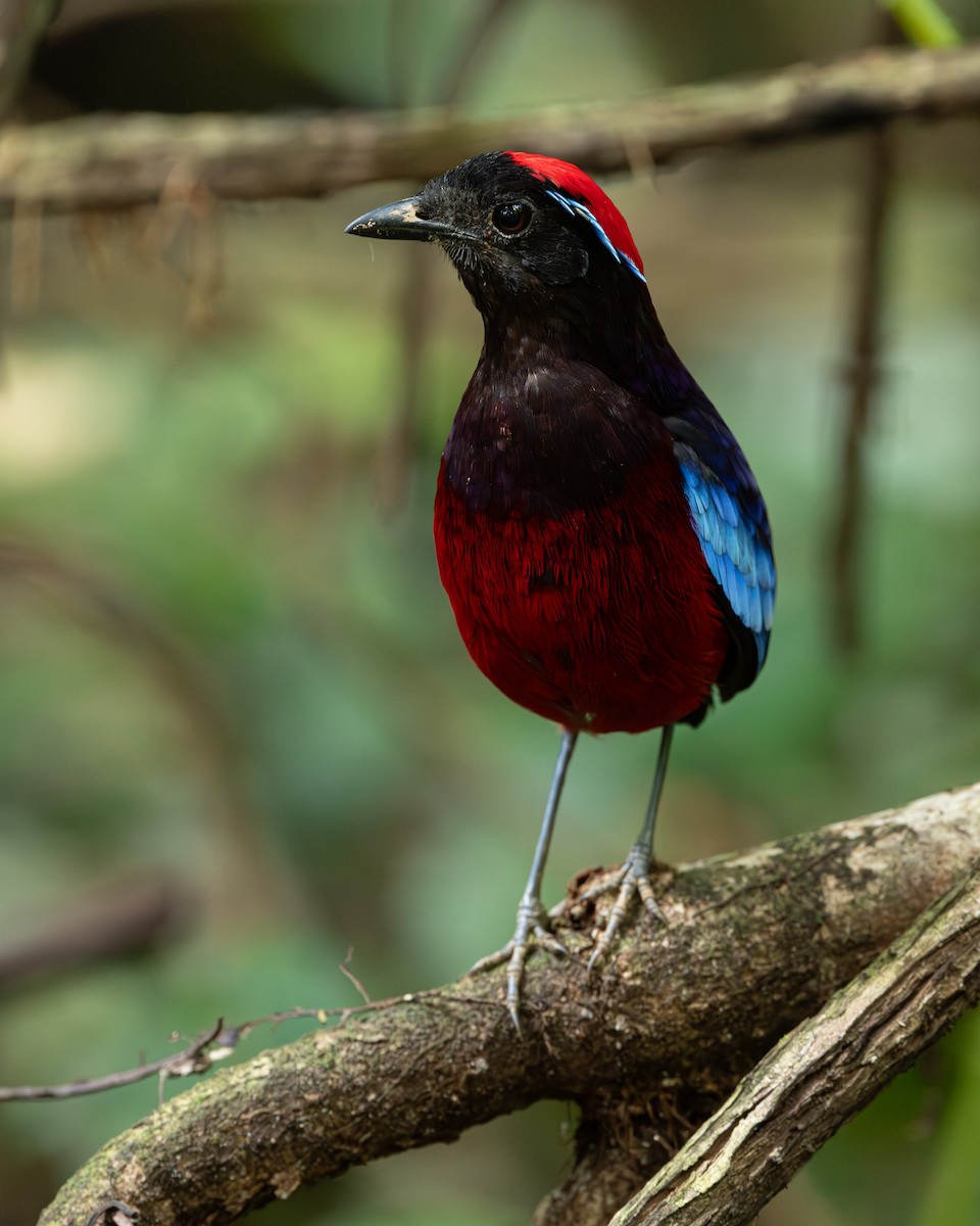 ML631349817 - Garnet Pitta - Macaulay Library