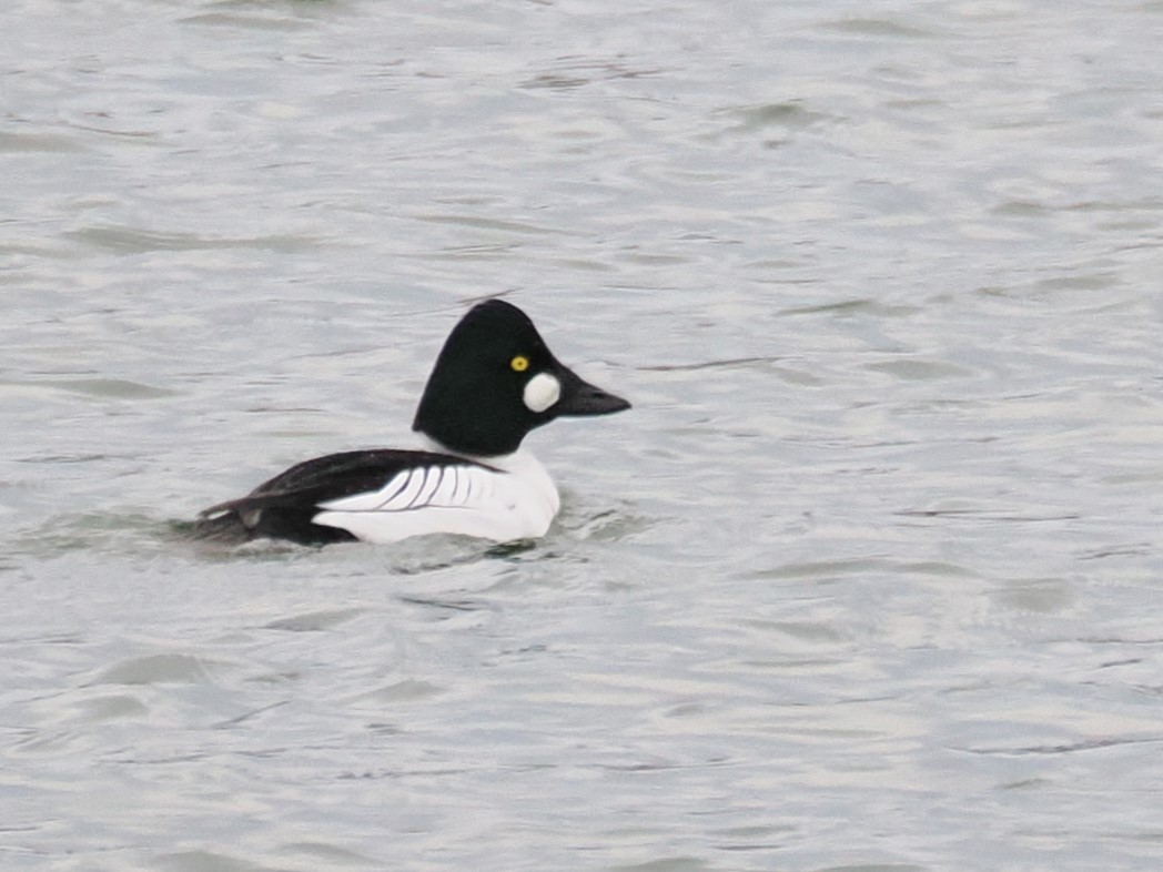 Pennsylvania Bird Atlas Checklist - 26 Feb 2025 - Montour Preserve - 12 species