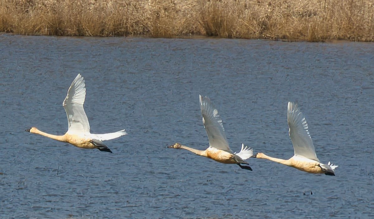 eBird Checklist - 26 Feb 2025 - Oxbow Lake - 7 species