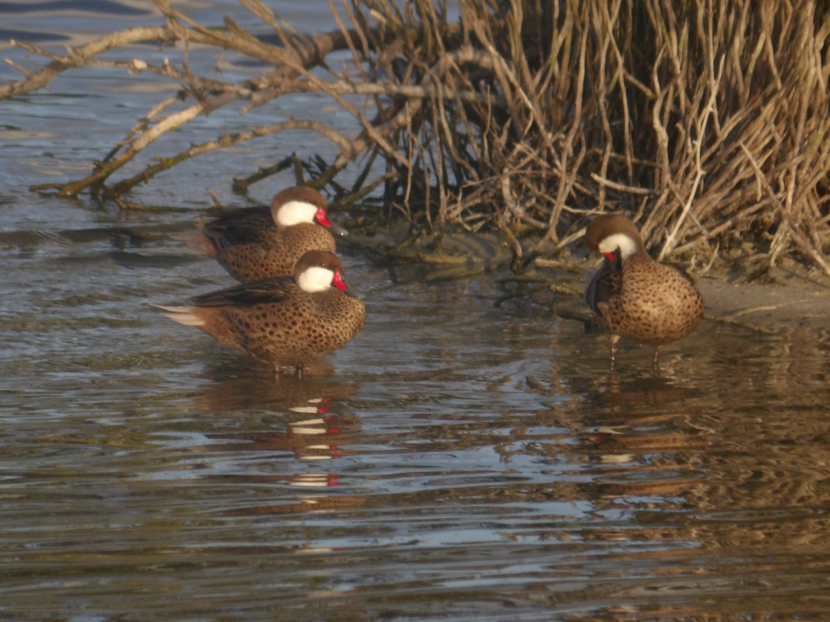eBird Checklist - 26 Feb 2025 - McKinnon's Saltpond IBA - 25 species