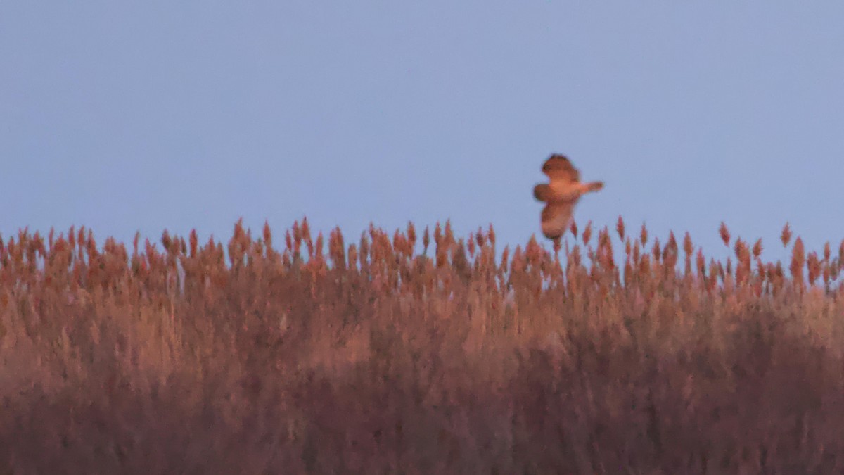 eBird Checklist - 26 Feb 2025 - Prime Hook NWR--Fowler Beach Rd./Fowler ...