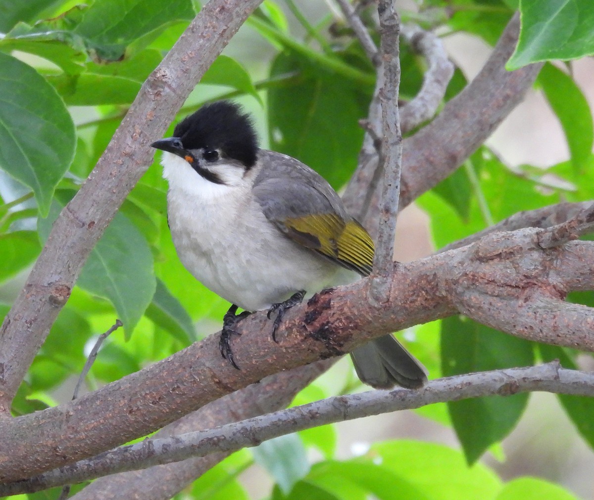 ML631353606 - Styan's Bulbul - Macaulay Library