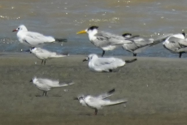 eBird Checklist - 27 Feb 2025 - Bgy. Castillo, Cabusao--Libmanan River ...