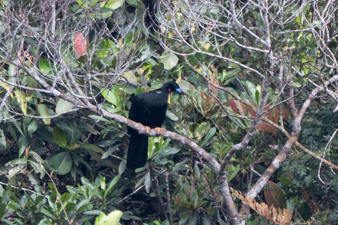 Wattled Guan - Aburria aburri - Media Search - Macaulay Library and eBird