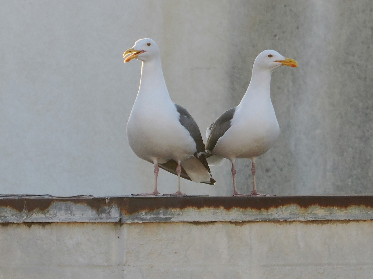 eBird Checklist - 26 Feb 2025 - Avalon Pasadena - 4 species