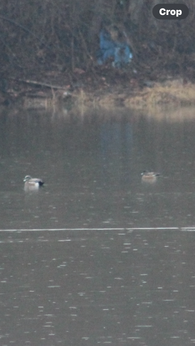 Pennsylvania Bird Atlas Checklist - 27 Feb 2025 - Swamp Road, Duryea ...