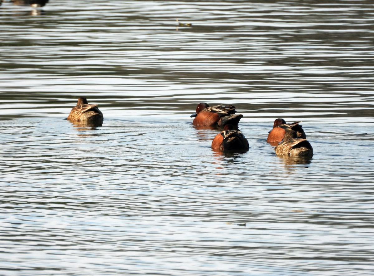 eBird Checklist - 27 Feb 2025 - Frank G. Bonelli RP/Puddingstone ...