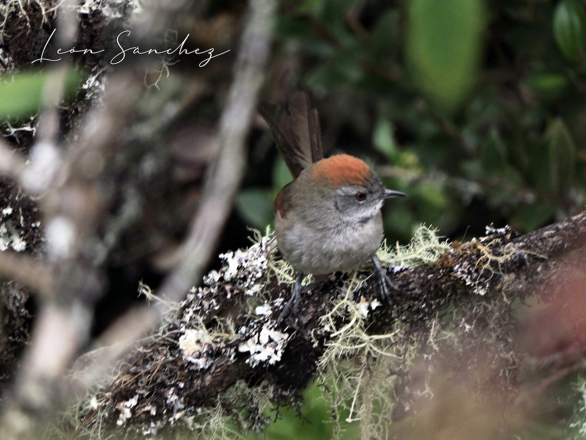 eBird Checklist - 27 Feb 2025 - El Trinar Paramuno - 35 species