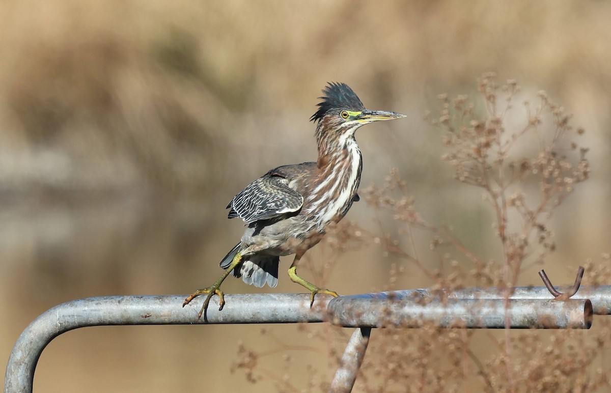 eBird Checklist - 23 Feb 2025 - Page Springs Fish Hatchery--Bubbling ...