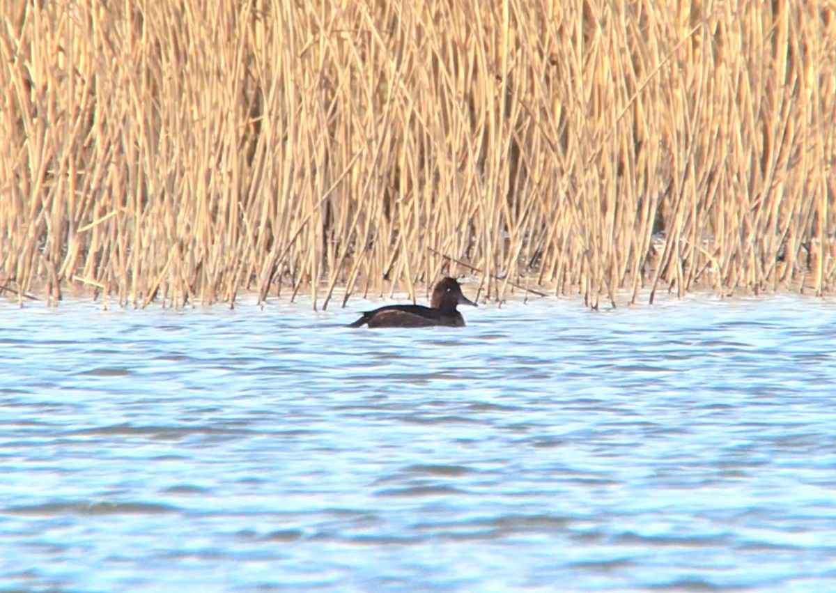 eBird Checklist - 27 Feb 2025 - Fen Drayton Lakes RSPB Reserve - 34 species