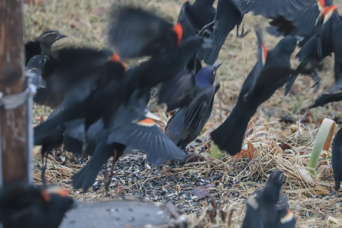 Pennsylvania Bird Atlas Checklist - 27 Feb 2025 - 399 Upper Georges Valley Rd, Spring Mills US ...