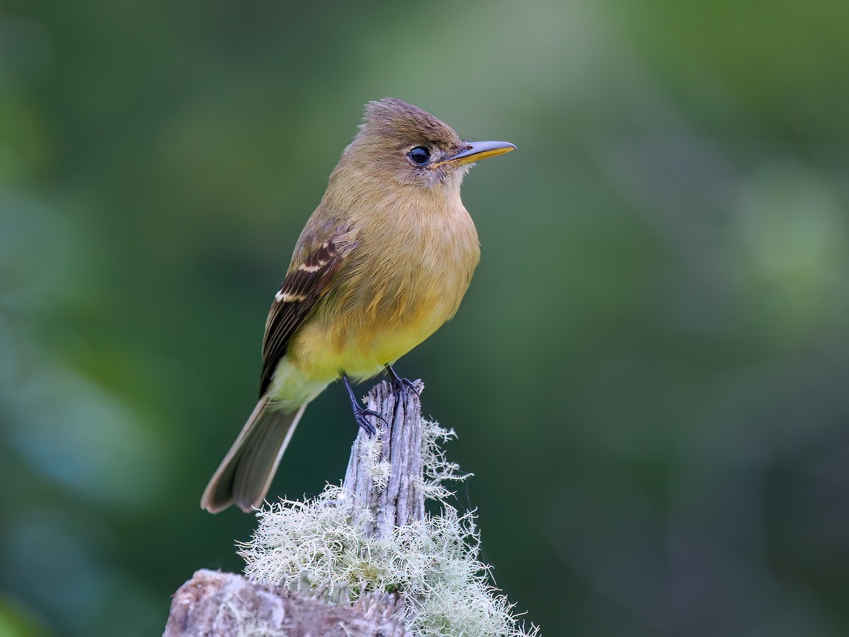 Ochraceous Pewee - Contopus ochraceus - Birds of the World