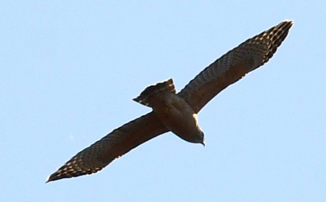 eBird Checklist - 26 Feb 2025 - Gum Root Park - 23 species (+2 other taxa)