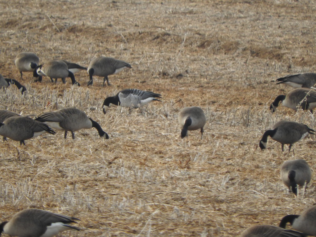 Pennsylvania Bird Atlas Checklist - 27 Feb 2025 - Mill Creek Rd Field - 2 species