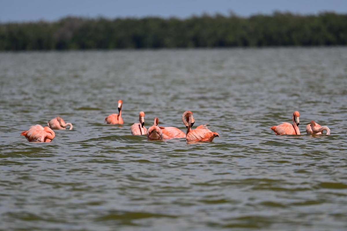 ML631375503 - American Flamingo - Macaulay Library