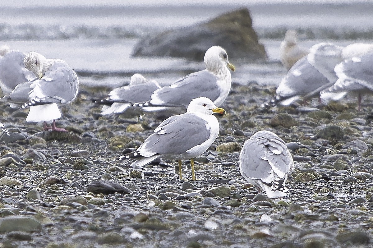 ML631376988 - California Gull - Macaulay Library