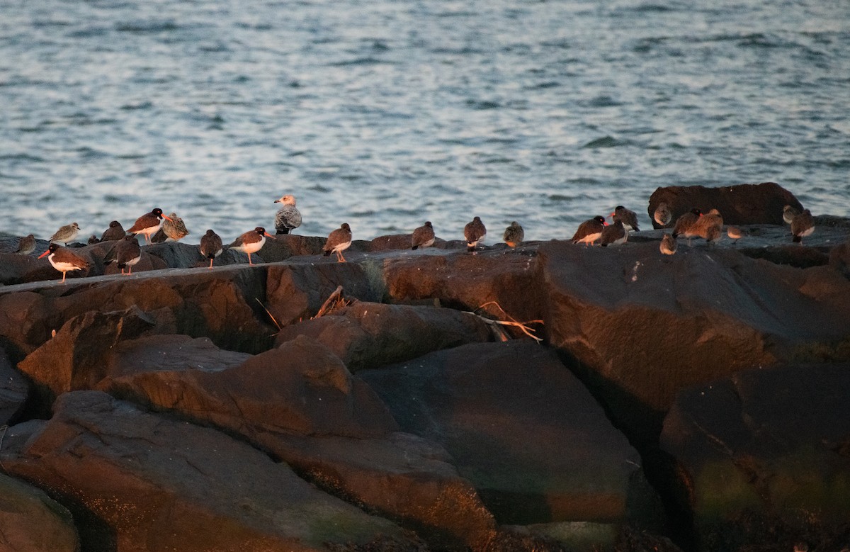 eBird Checklist - 23 Feb 2025 - Cape May Whale Watch & Research Center ...