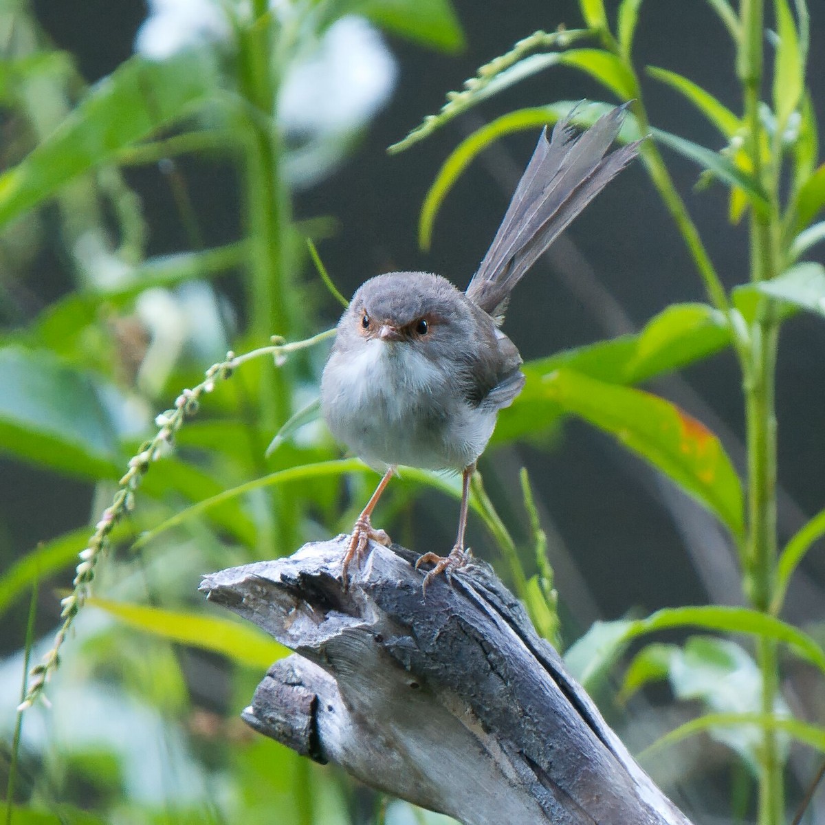eBird Checklist - 28 Feb 2025 - Royal National Park--Wattle Forest - 14 ...