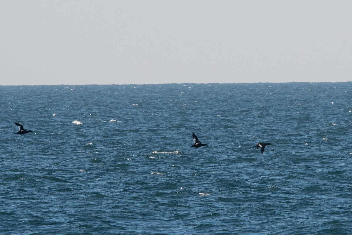 eBird Checklist - 23 Feb 2025 - Cape May Whale Watch & Research Center ...