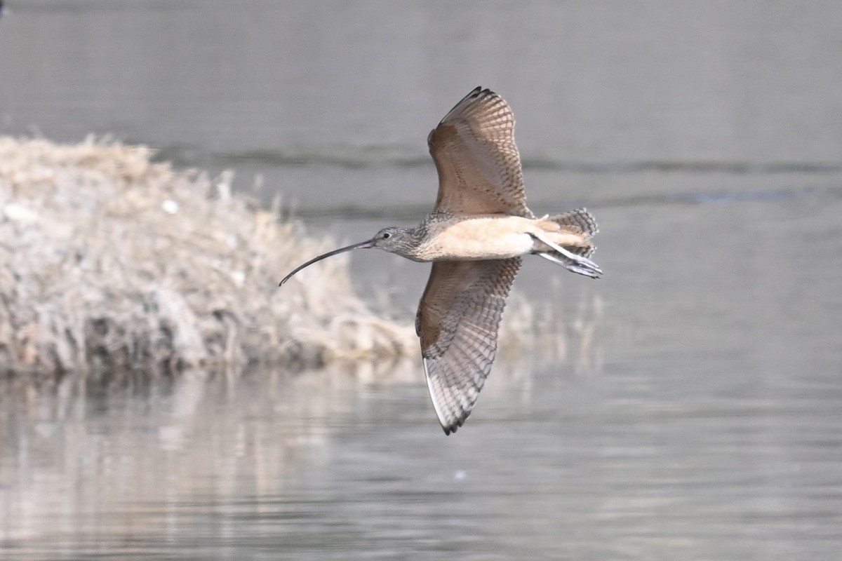eBird Checklist - 27 Feb 2025 - San Elijo Lagoon--west - 47 species