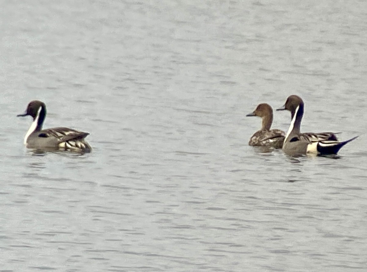 Pennsylvania Bird Atlas Checklist - 27 Feb 2025 - John Heinz NWR--impoundment (Philadelphia Co ...