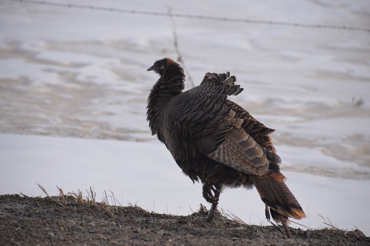 eBird Checklist - 23 Feb 2025 - Sax-Zim Bog--Arkola Rd, E of Poplar Rd ...