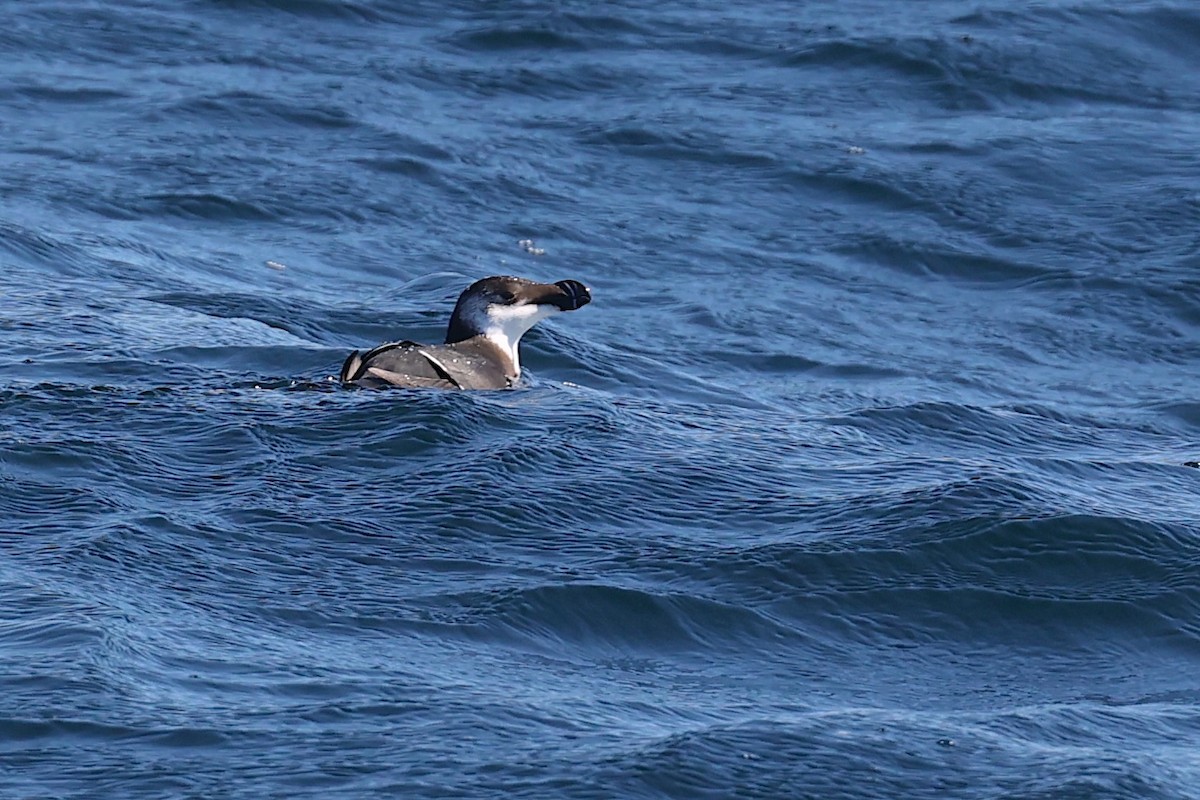 eBird Checklist - 23 Feb 2025 - Cape May Whale Watch & Research Center ...