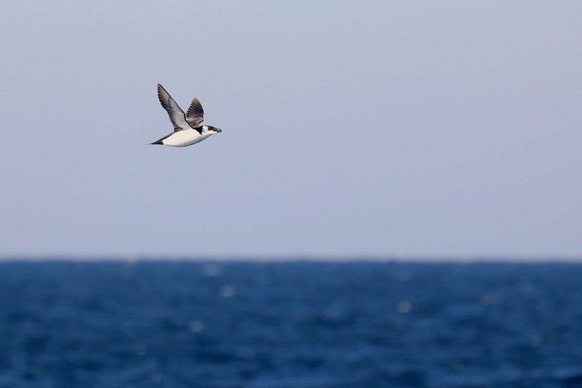 eBird Checklist - 23 Feb 2025 - Cape May Whale Watch & Research Center ...