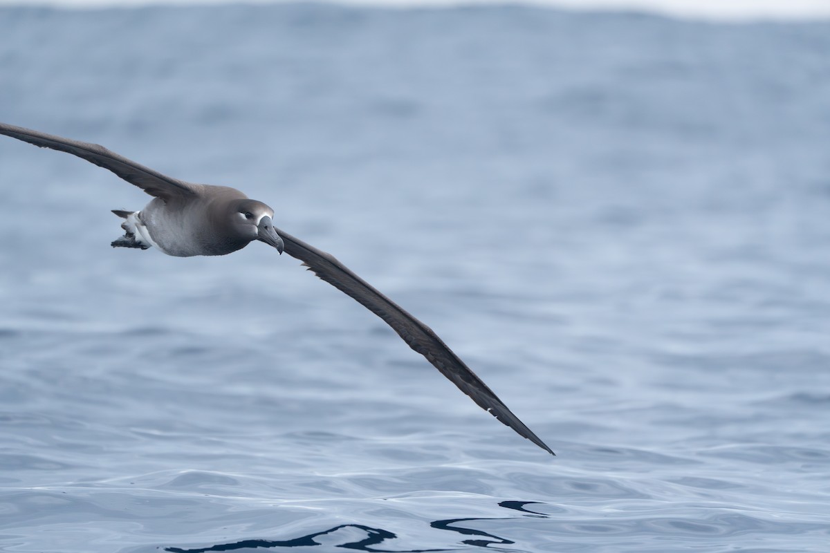 eBird Checklist - 26 Feb 2025 - 宜蘭--南方澳-東澳-南澳海域(Yilan--Nanfang'ao, Dong ...