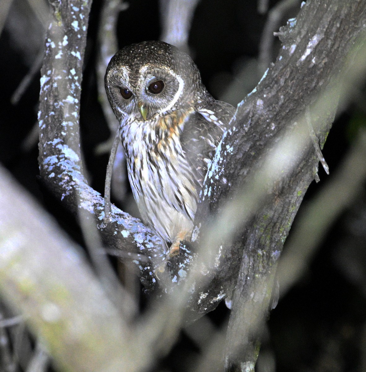 eBird Checklist - 27 Feb 2025 - Santa Margarita Ranch (LTC 079 ...