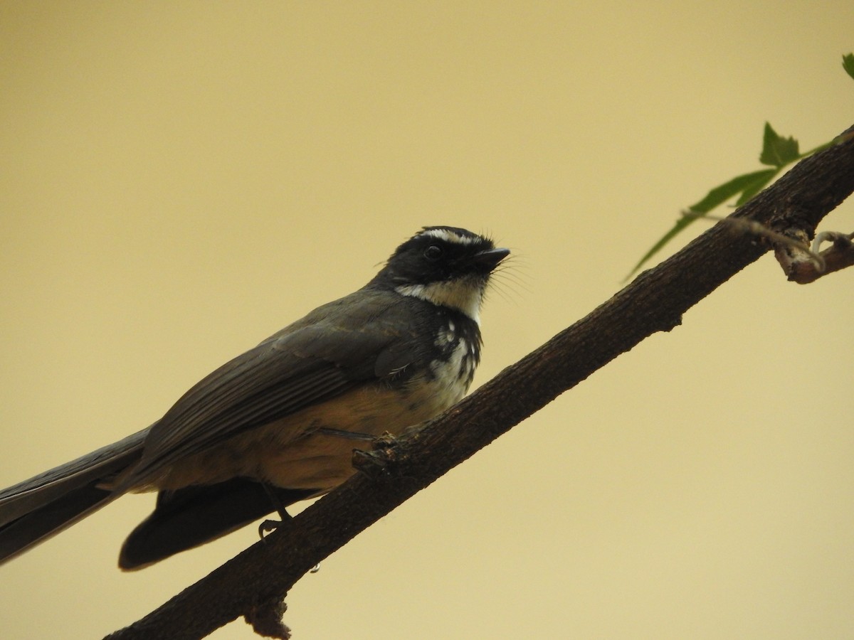 eBird Checklist - 28 Feb 2025 - Poorva Heights (restricted access) - 11 ...