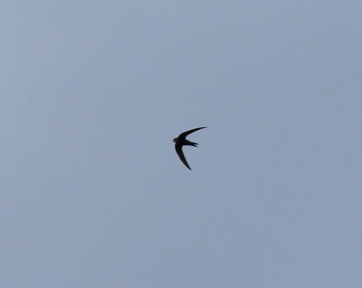eBird Checklist - 28 Feb 2025 - Ruff Property, Nagambie (restricted ...