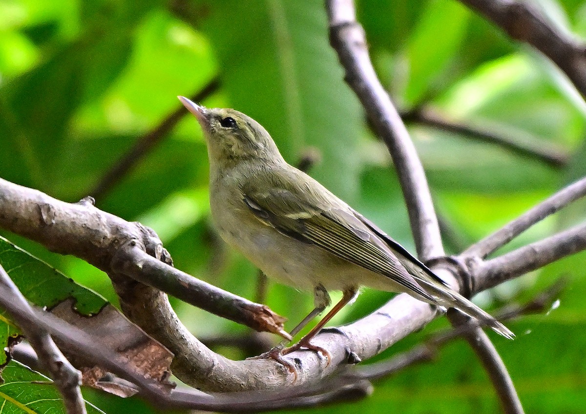 ML631395233 - Green Warbler - Macaulay Library