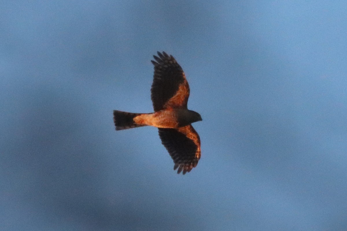 eBird Checklist - 28 Feb 2025 - Stumpy Lake Natural Area - 40 species