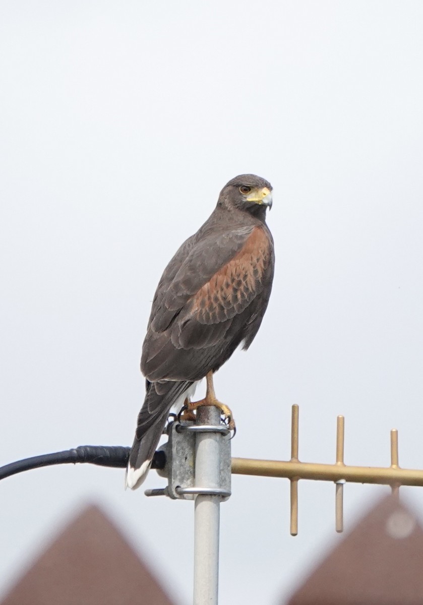 eBird Checklist - 28 Feb 2025 - Sabal Palm Sanctuary (LTC 042) - 42 ...