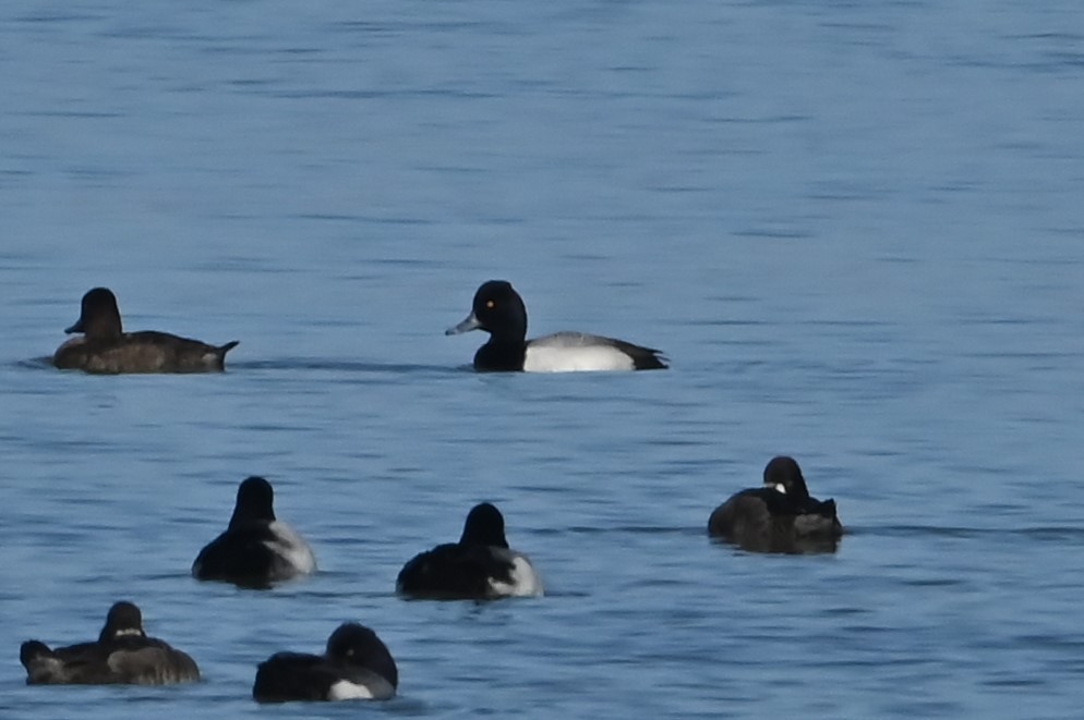 eBird Checklist - 25 Feb 2025 - Frenchtown Rd., Port Bolivar - 17 species