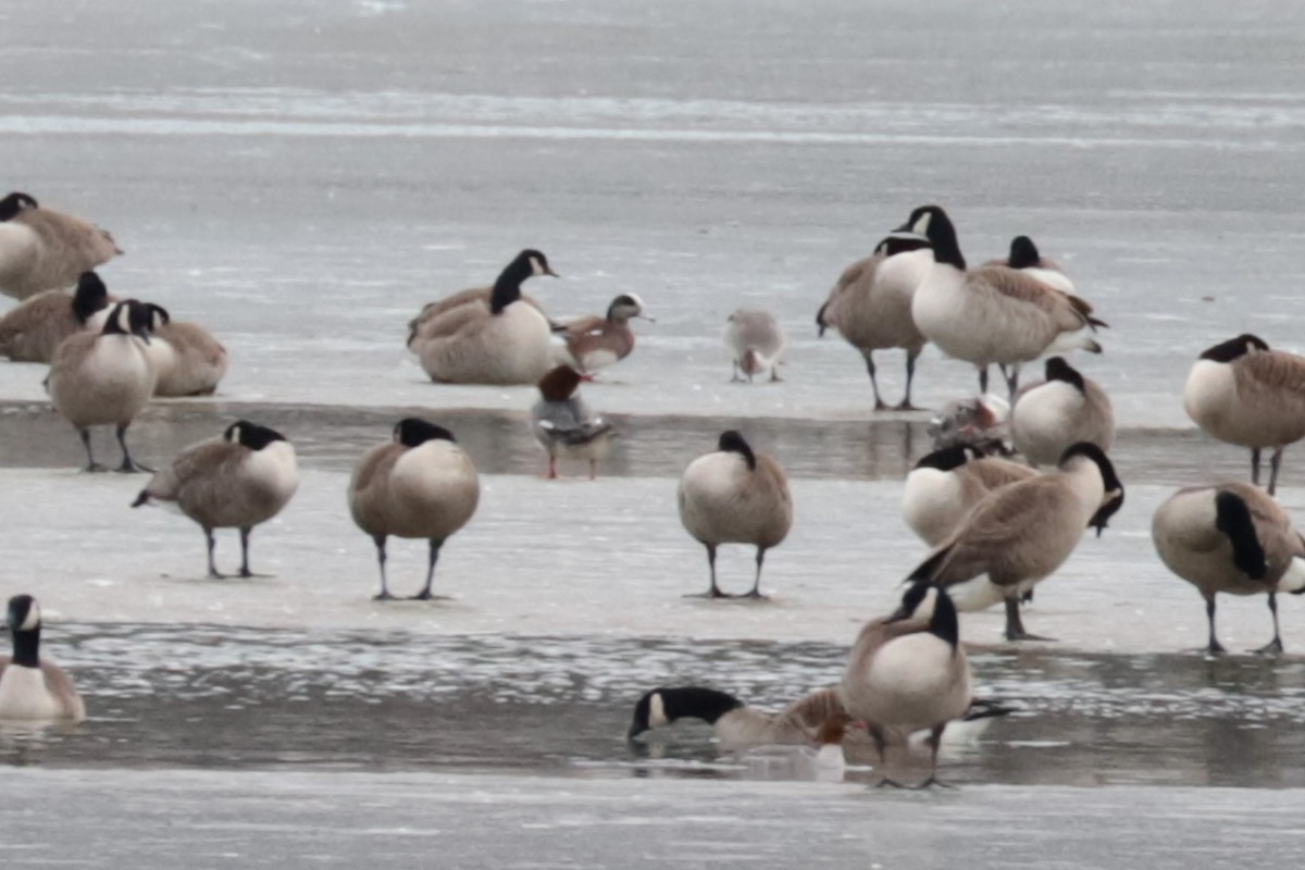 Pennsylvania Bird Atlas Checklist - 28 Feb 2025 - Bald Eagle SP--Foster ...