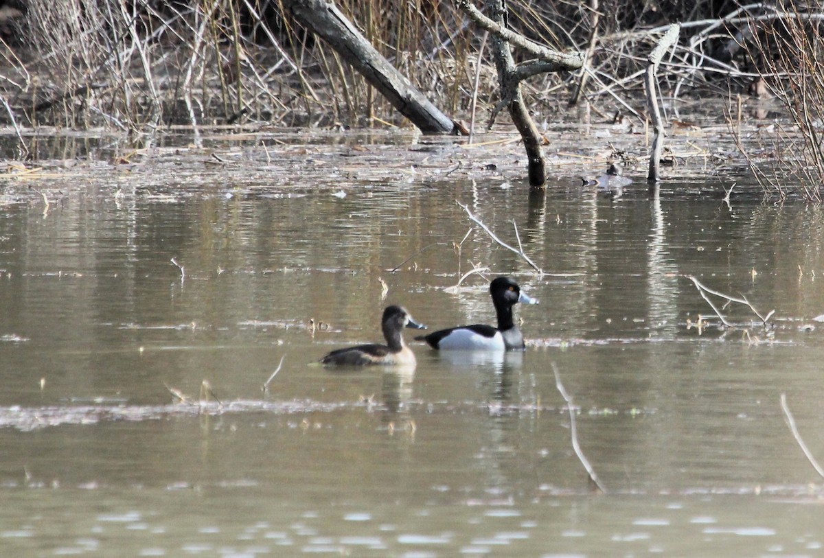 Pennsylvania Bird Atlas Checklist - 28 Feb 2025 - PennDot Wetlands - 18 species